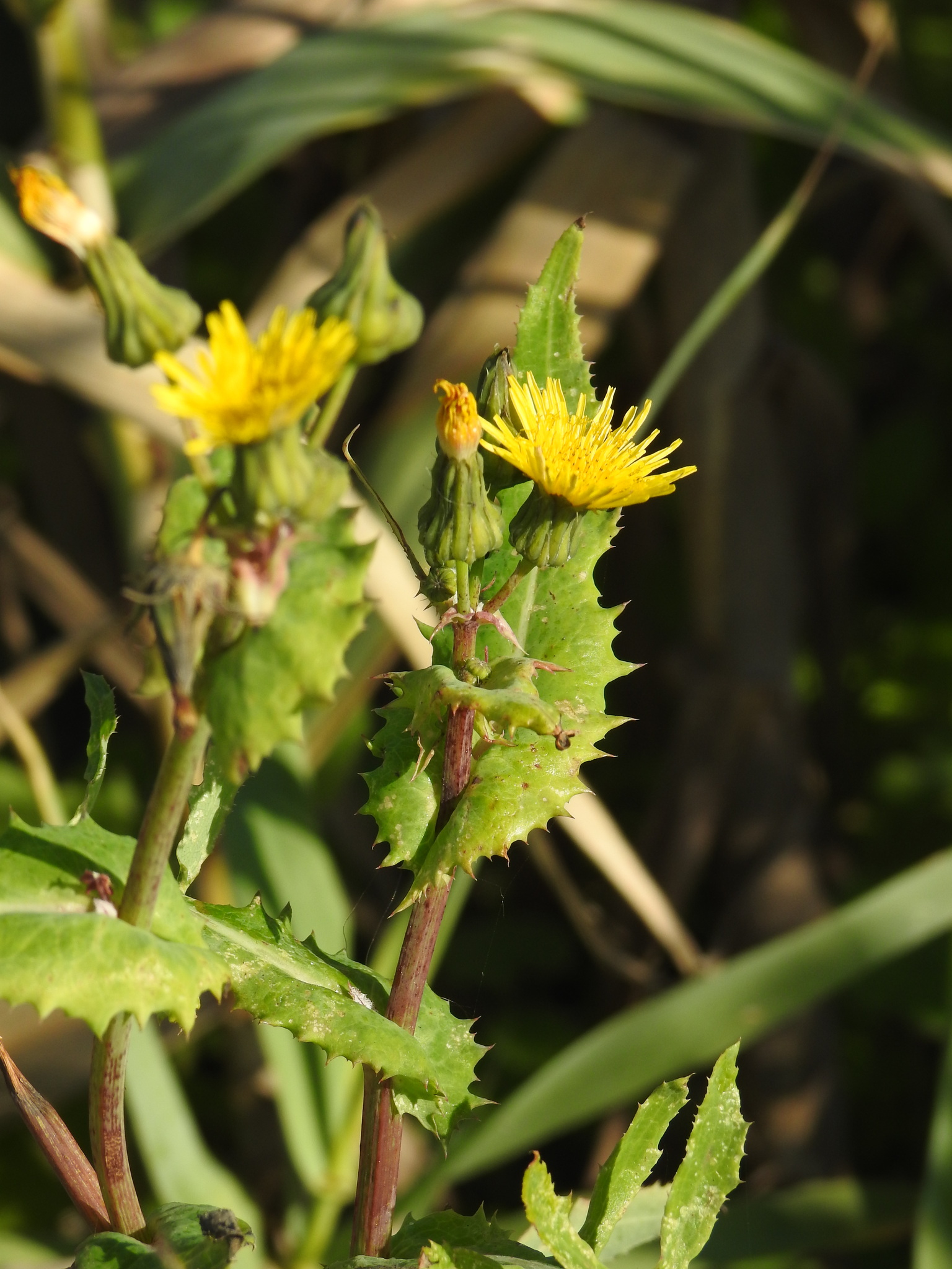 Sonchus oleraceus L.