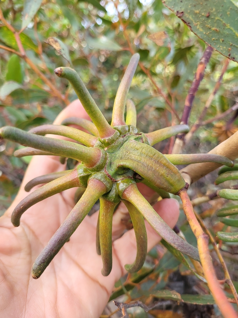 spider gum from Mountain View, CA 94043, USA on January 6, 2023 at 01: ...