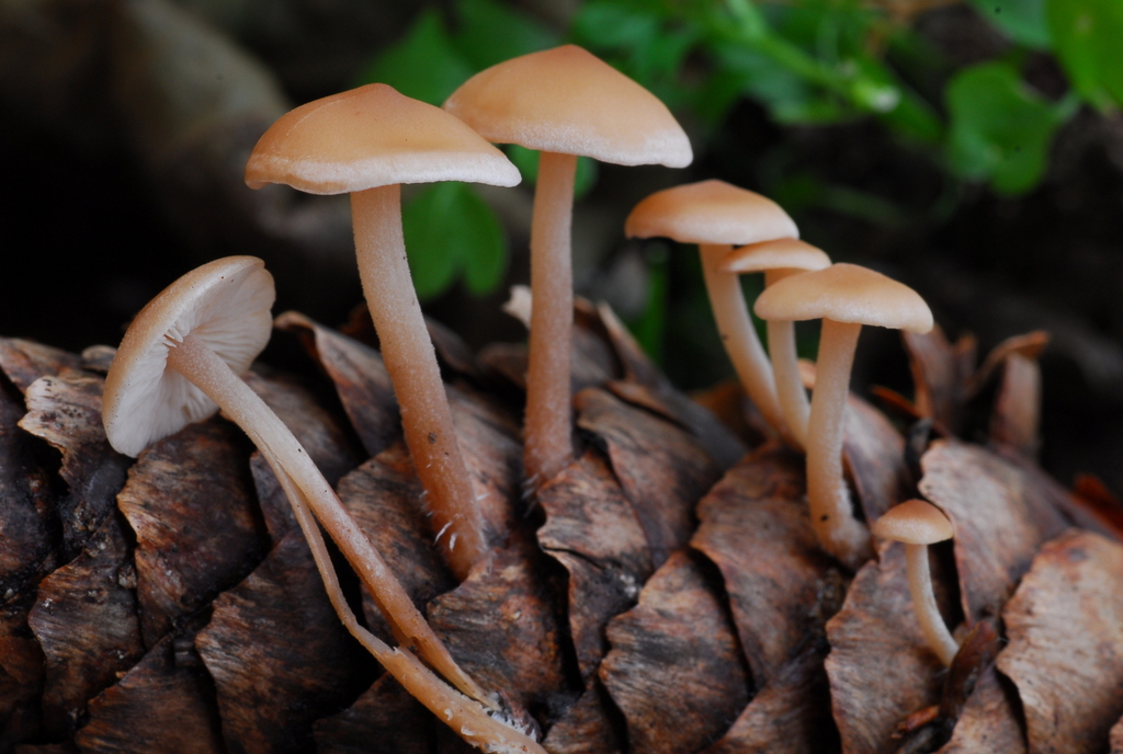 Conifercone Cap from Giardini Della Villa Reale - Monza (MB) on ...