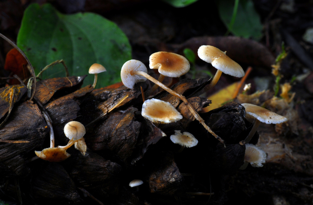 Conifercone Cap from Monza (MB) on October 17, 2015 at 10:26 AM by ...
