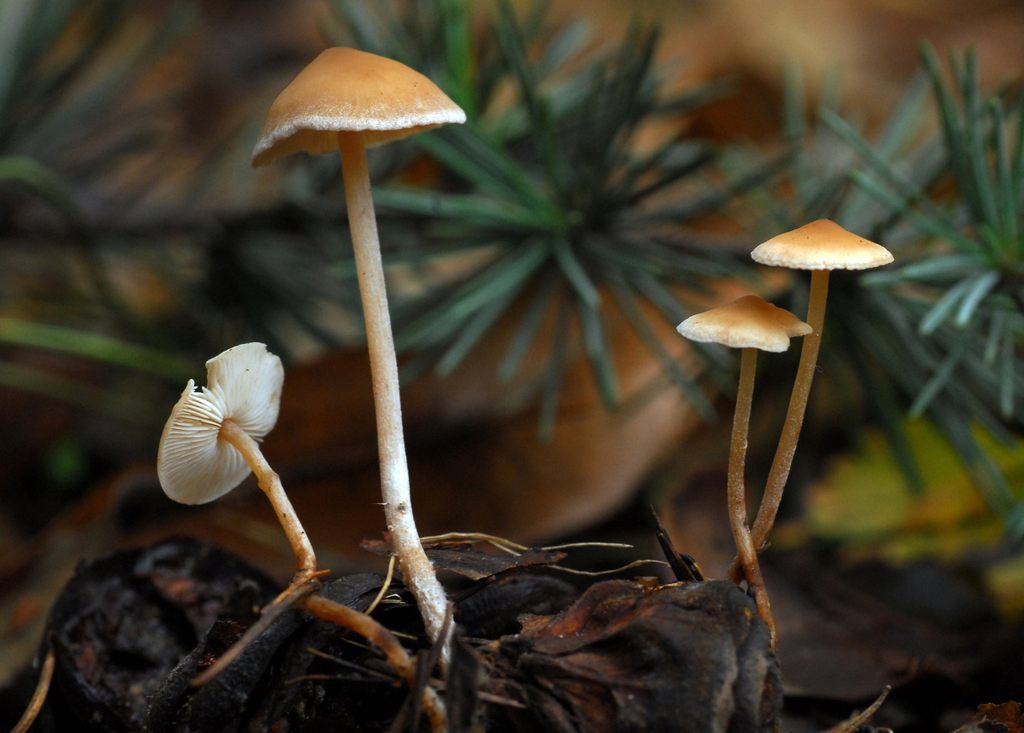 Conifercone Cap from Sesto San Giovanni (MI) on November 4, 2018 at 04: ...