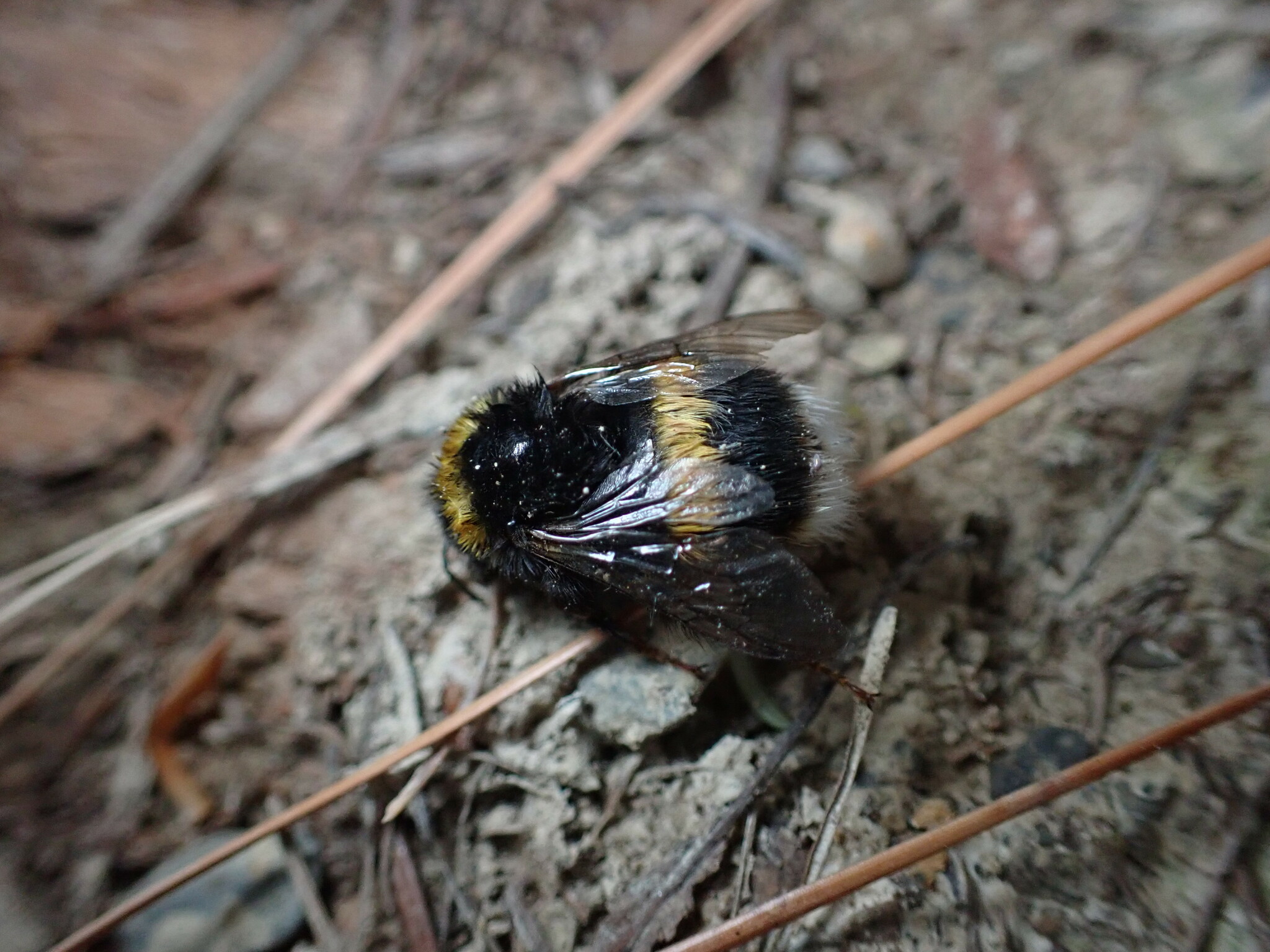 Bombus terrestris (Linnaeus, 1758)
