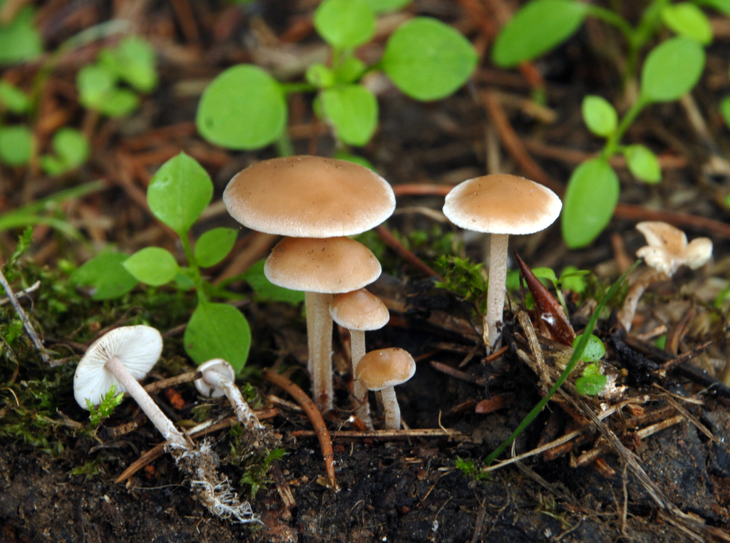 Conifercone Cap from Parco viale della Repubblica - Vimodrone (MI) on ...