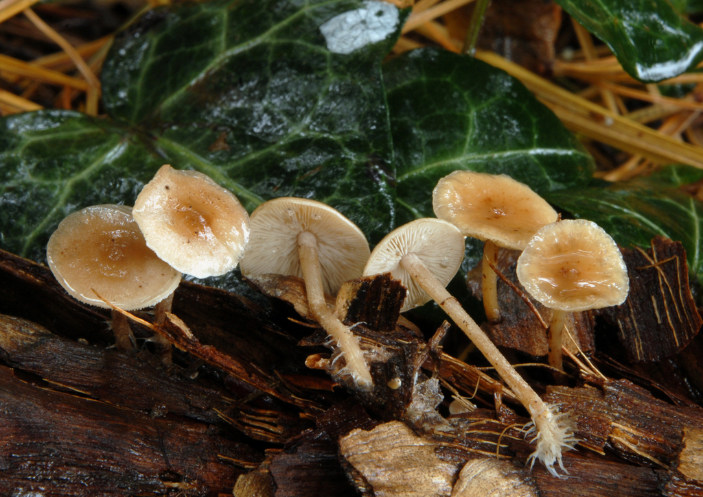 Conifercone Cap from Monza (MB) on November 14, 2021 at 12:31 PM by ...