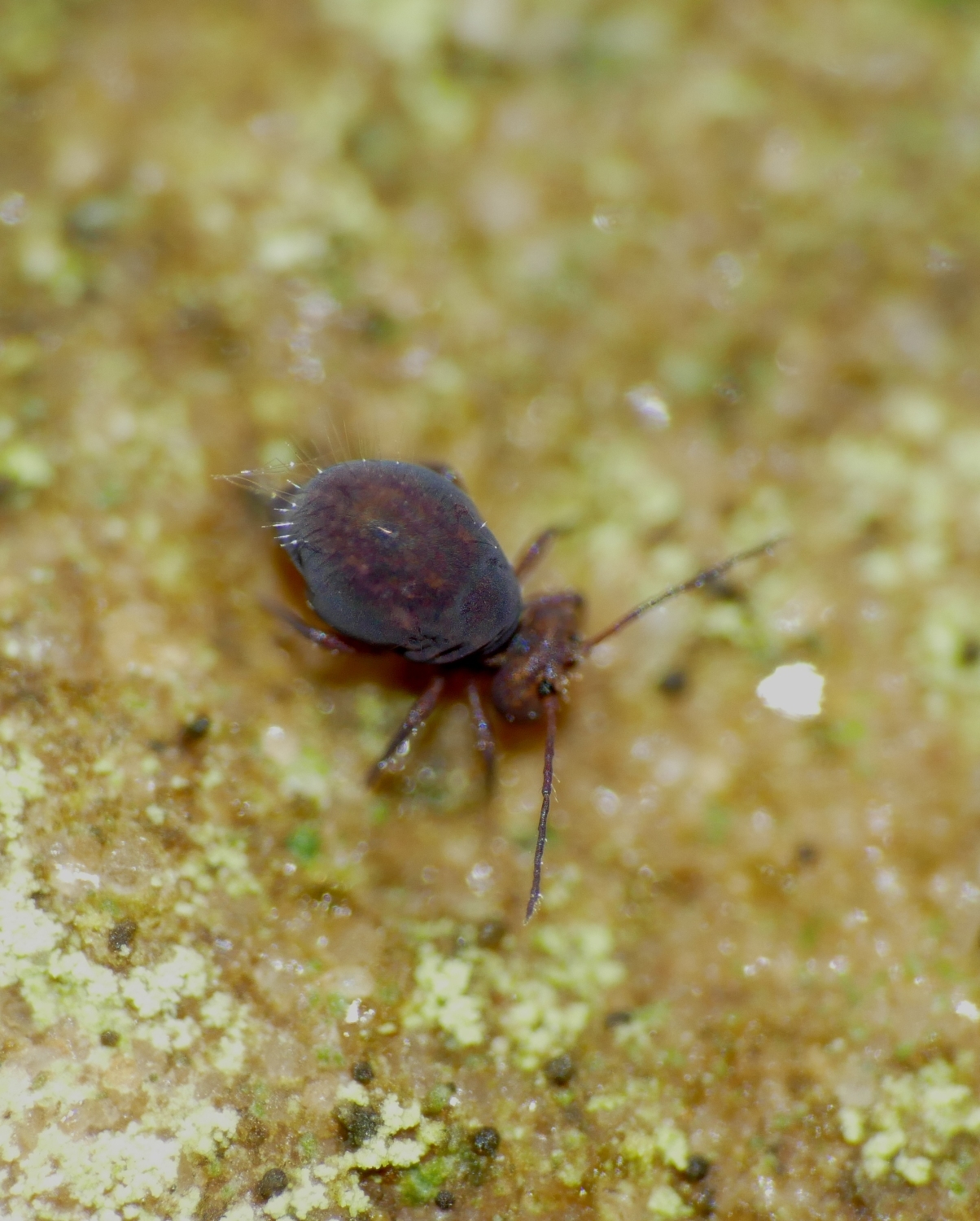 Collembola