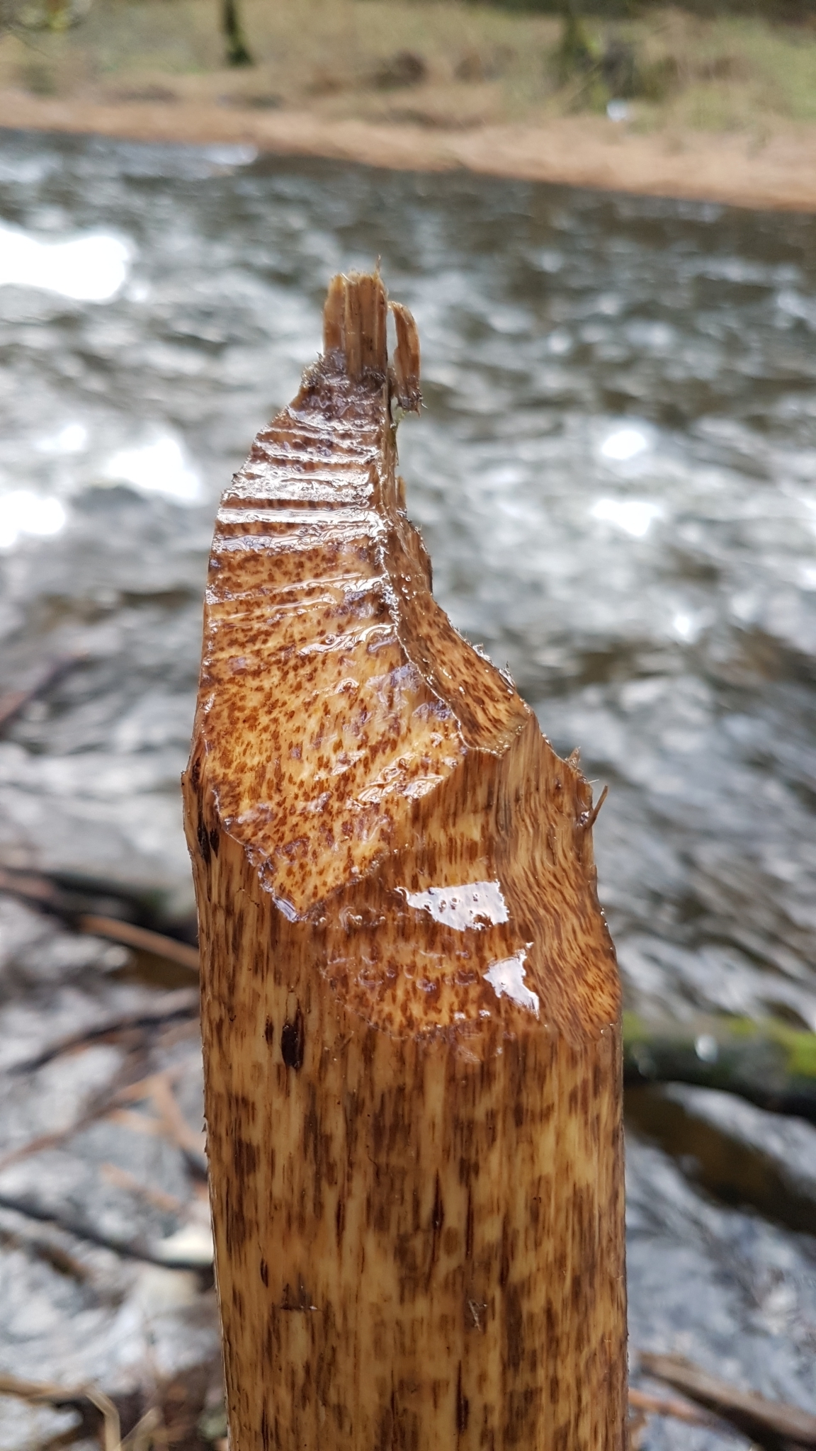 Castor fiber Linnaeus, 1758