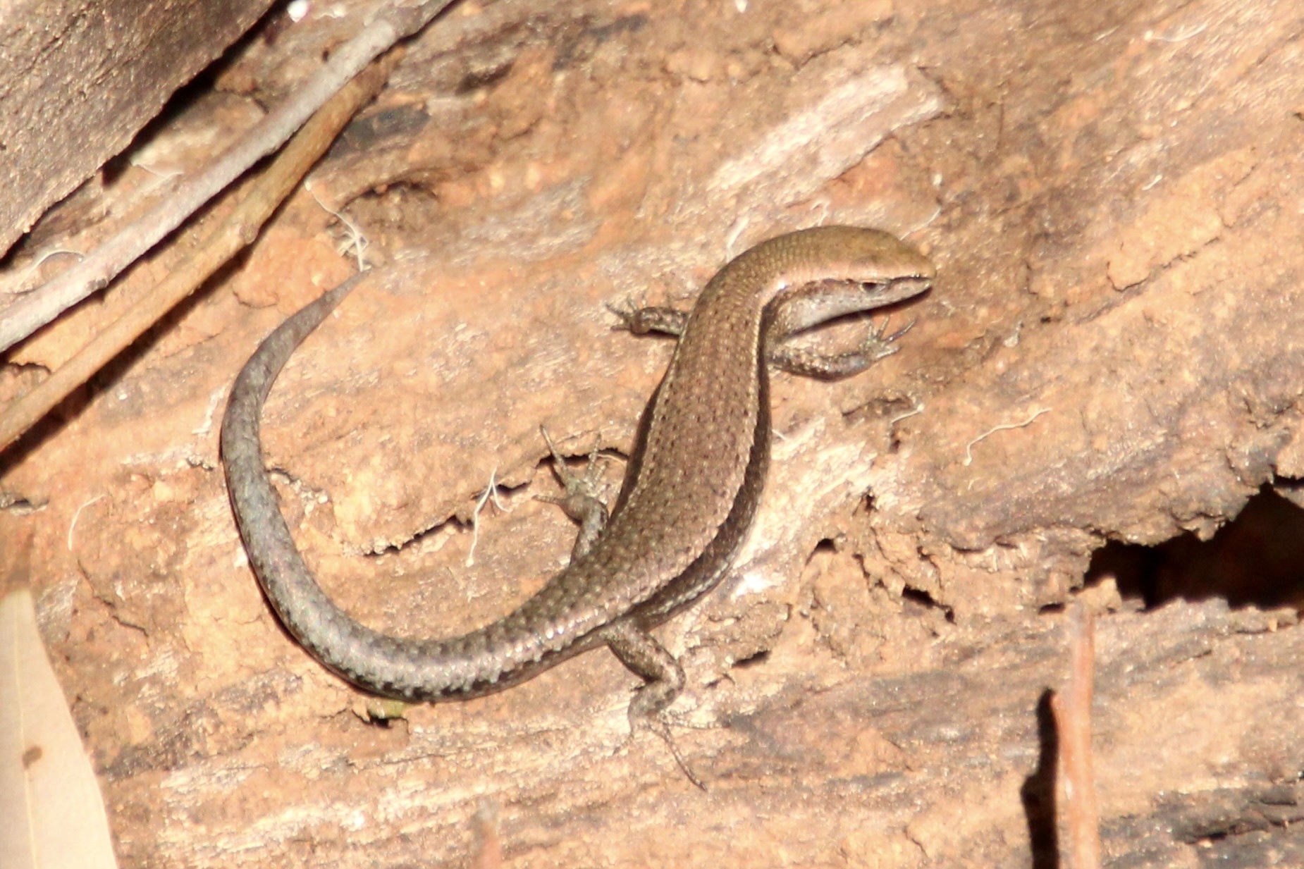 Lampropholis delicata (De Vis, 1888)