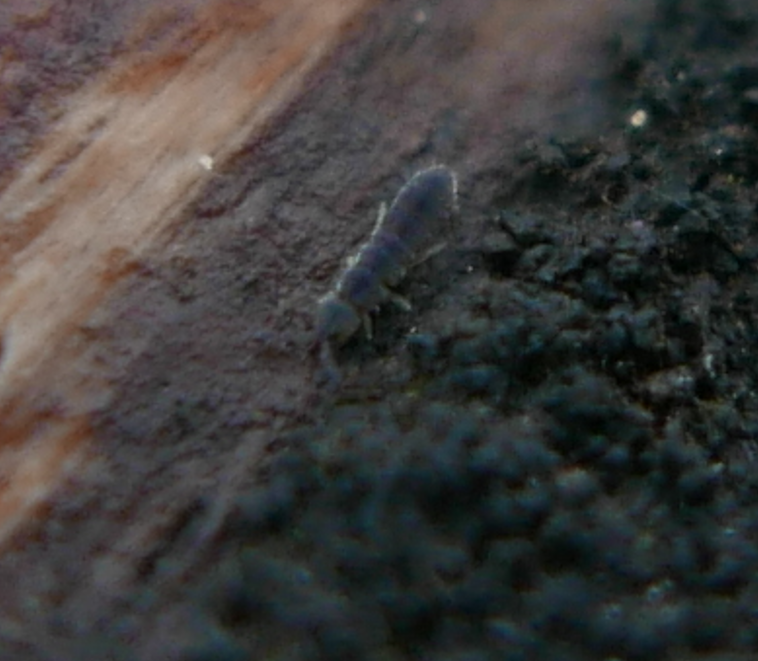 Collembola
