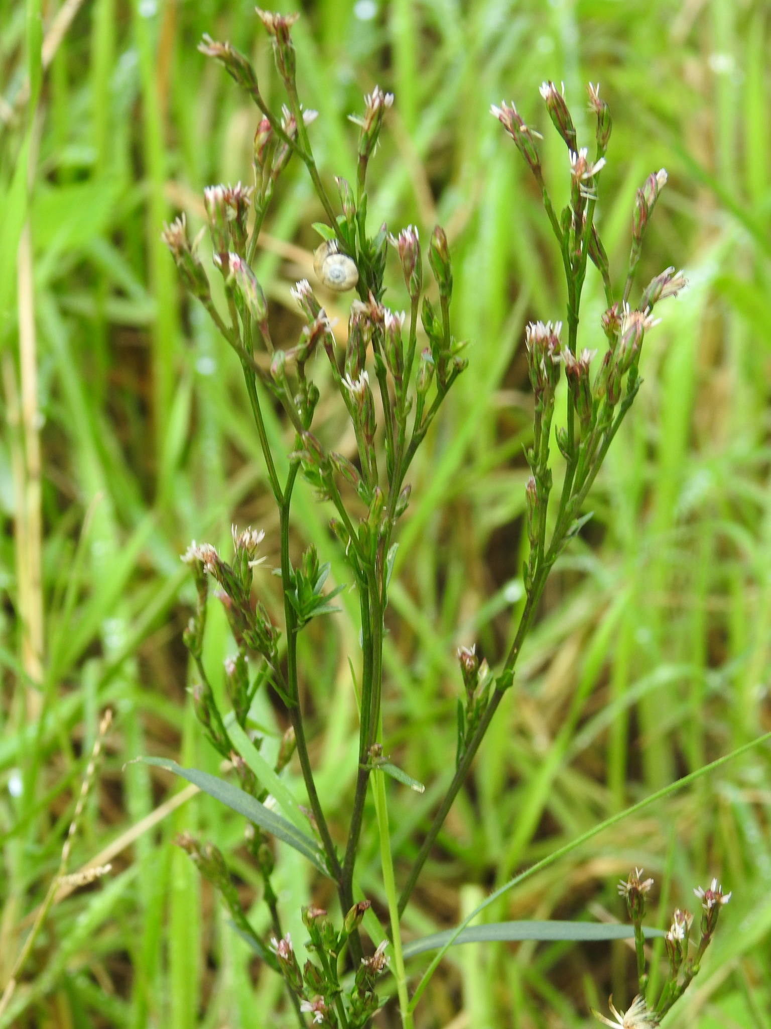 Symphyotrichum squamatum (Spreng.) G.L.Nesom