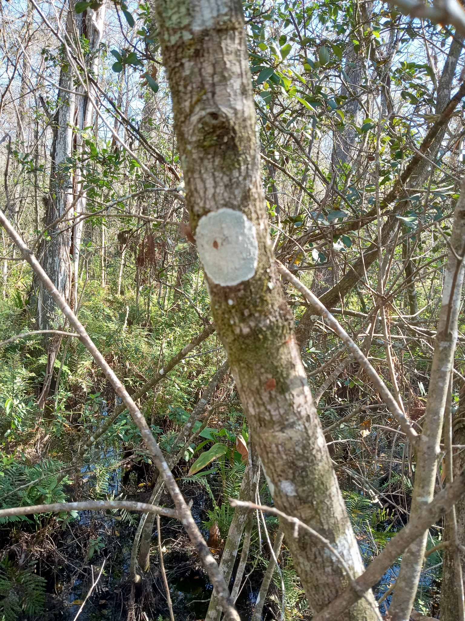 Cryptothecia striata G.Thor