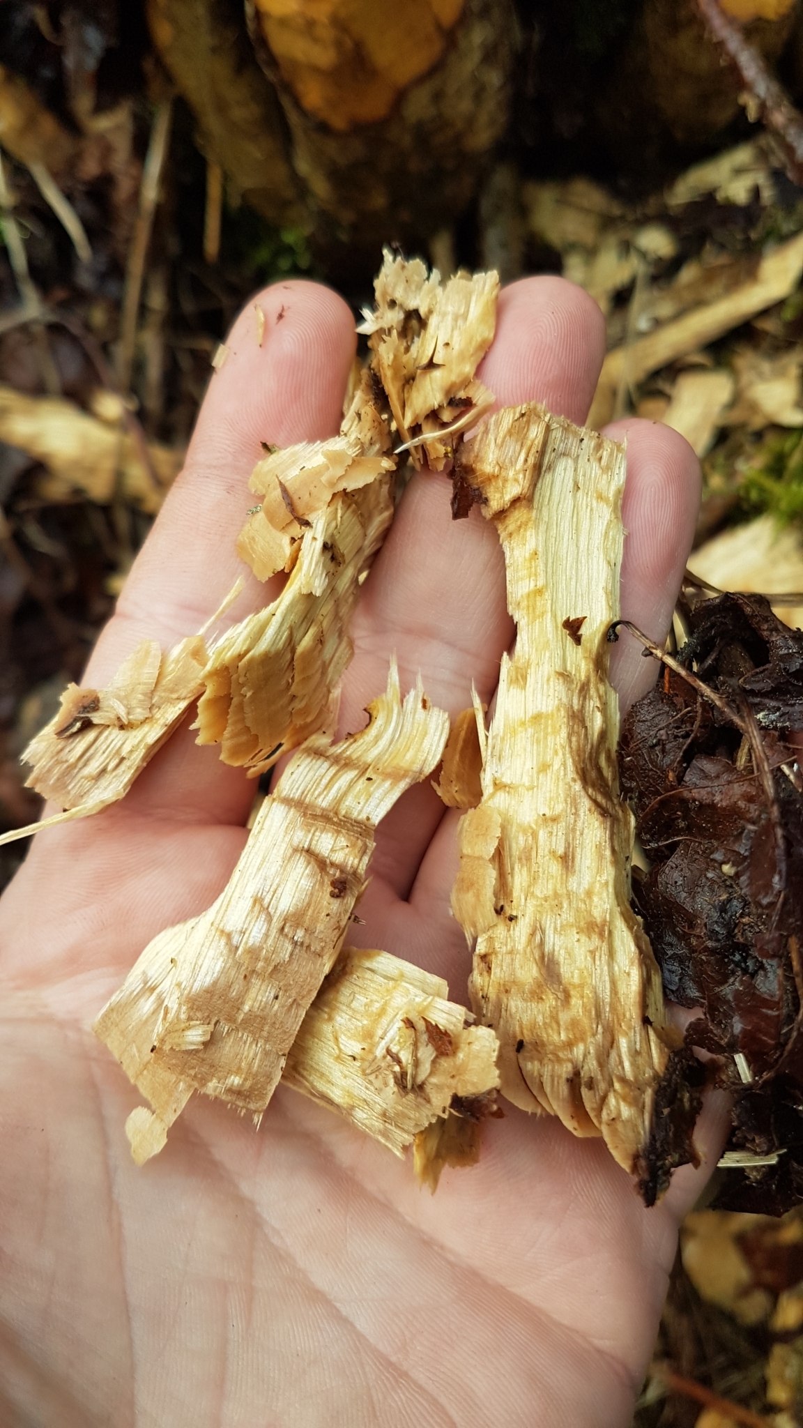 Castor fiber Linnaeus, 1758