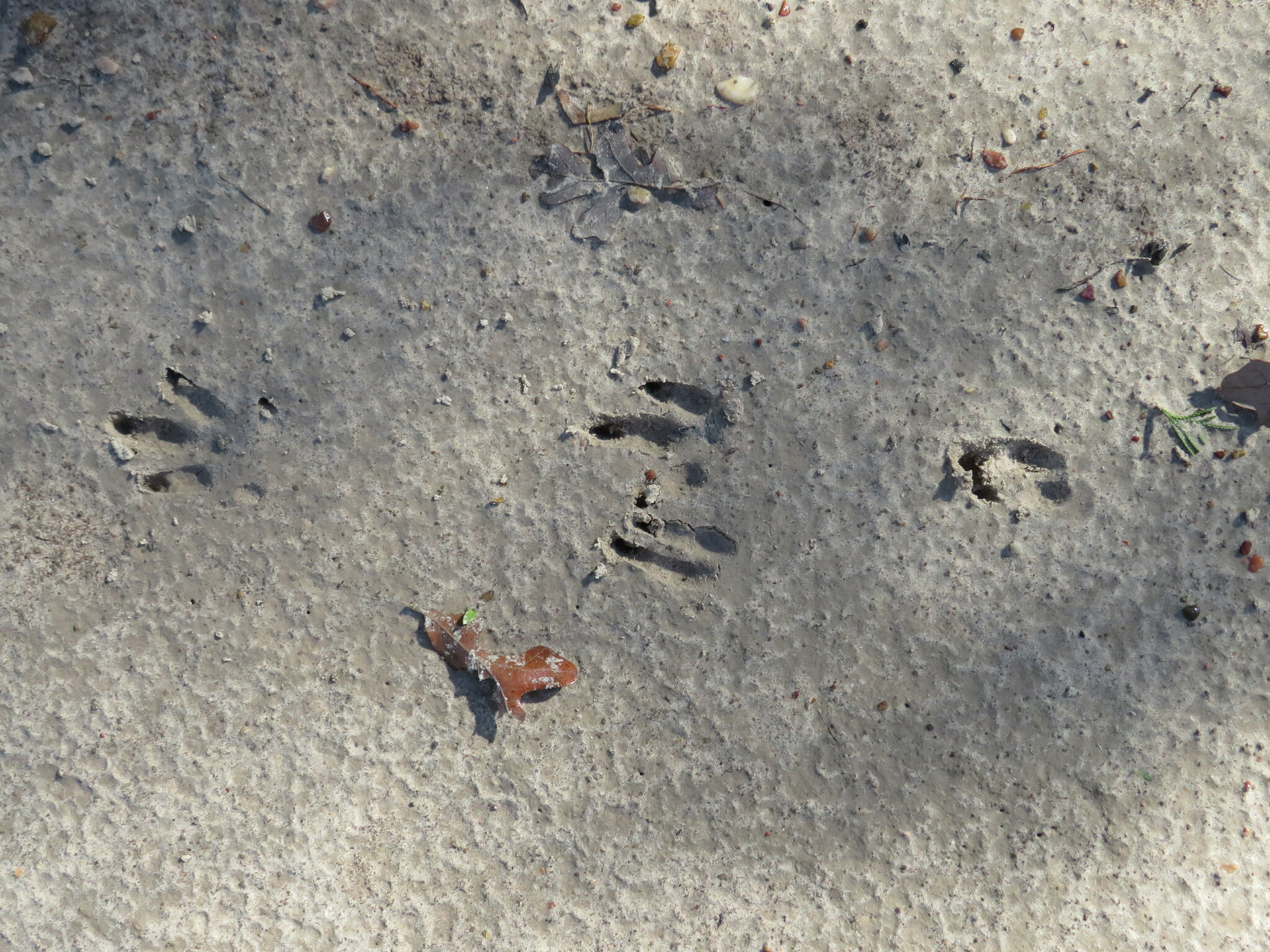 Dasypus novemcinctus Linnaeus, 1758