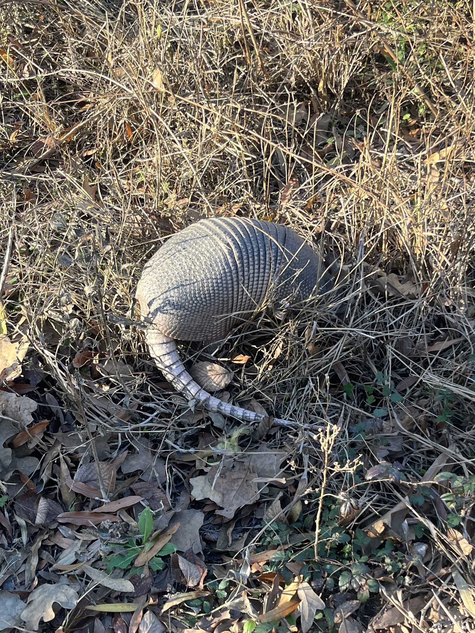 Dasypus novemcinctus Linnaeus, 1758