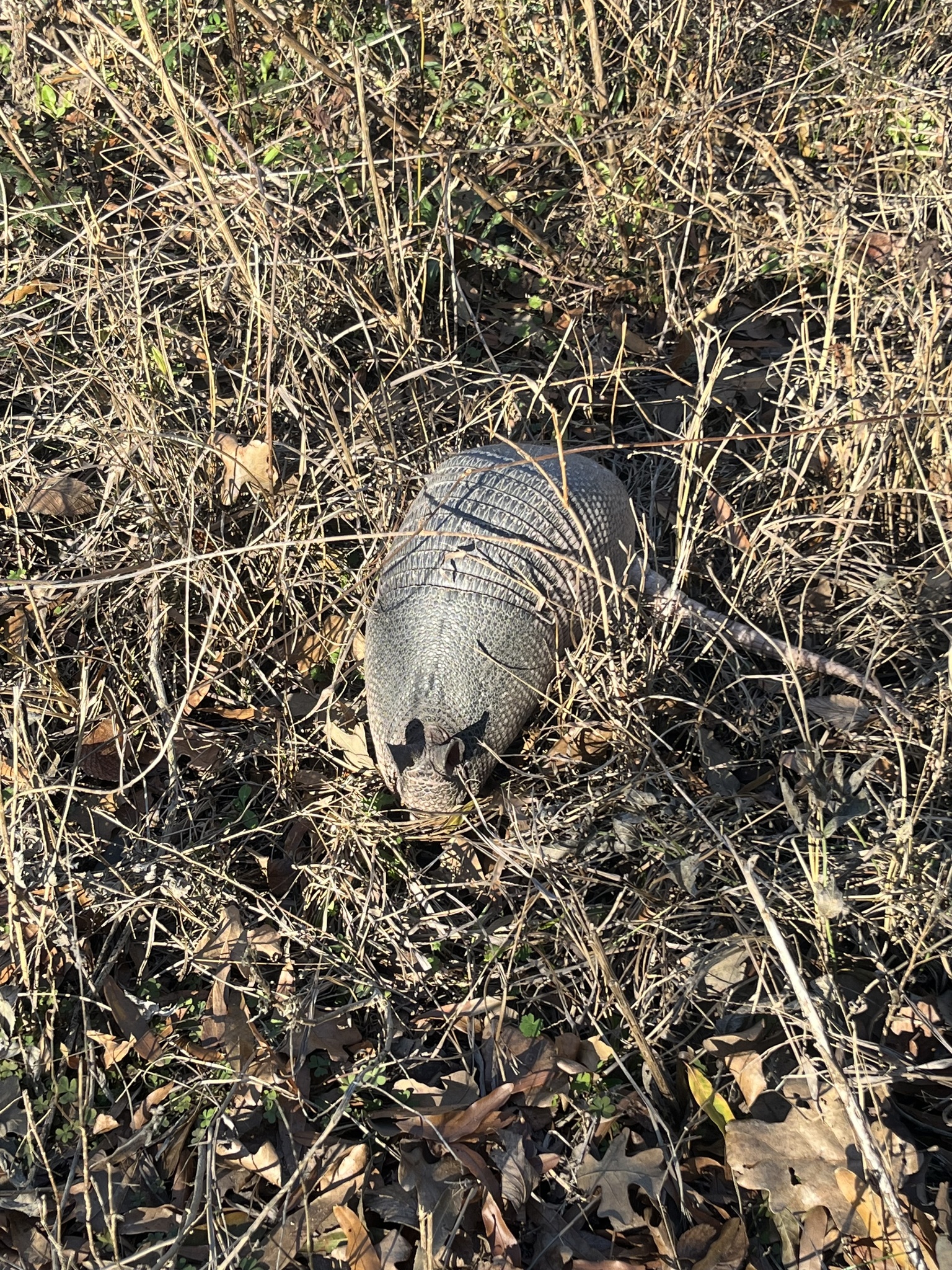 Dasypus novemcinctus Linnaeus, 1758