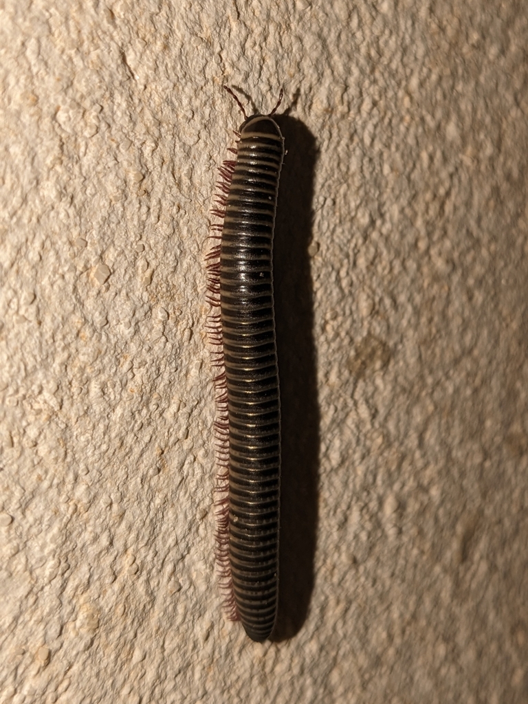 Ommatoiulus diplurus in January 2023 by aggranada · iNaturalist