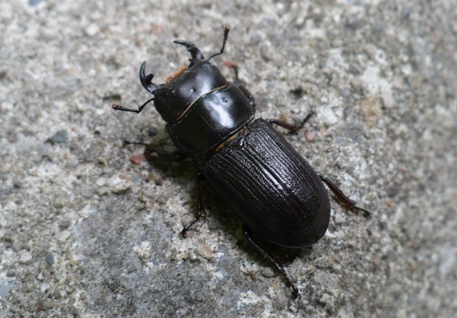 Antelope Beetle from Toronto, ON, Canada on May 28, 2010 at 08:16 AM by ...
