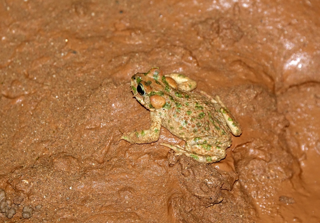 Brongersma's Toad from Tiznit Province, Morocco on January 1, 2023 at ...