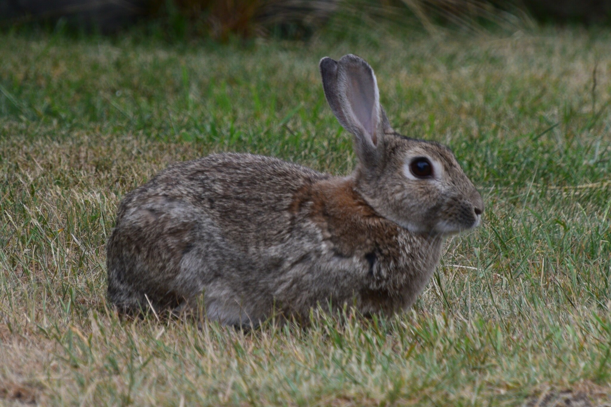 Oryctolagus cuniculus (Linnaeus, 1758)