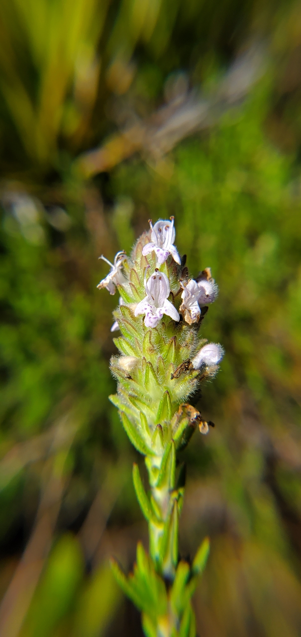 Piloblephis rigida (W.Bartram ex Benth.) Raf.