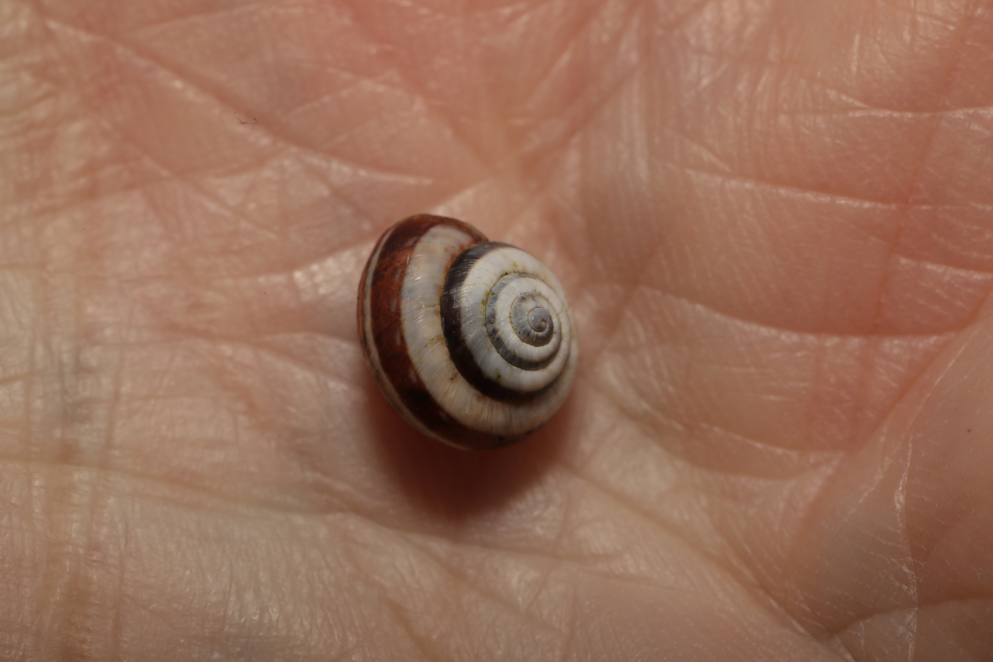 Cernuella Schlüter, 1838