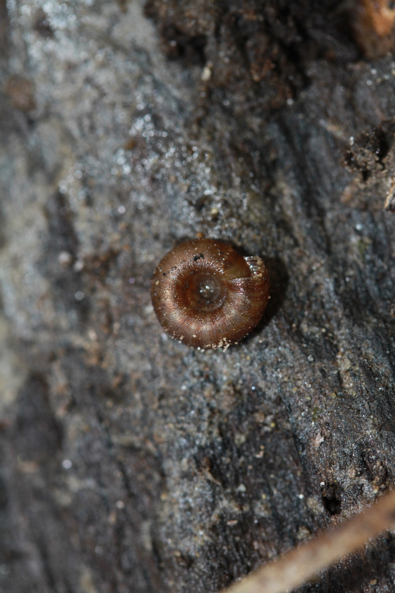 Discus rotundatus (O.F.Müller, 1774)