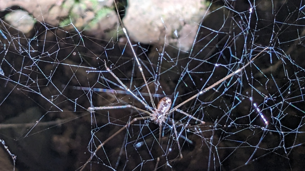 Pale Daddy Longlegs Spider from Easter Island, Valparaíso, Chile on ...