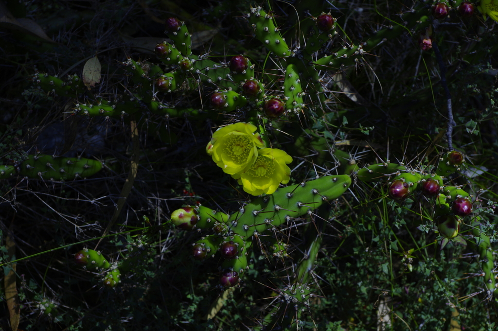 Tiger Pear from Bohena Creek NSW 2390, Australia on January 3, 2023 at ...