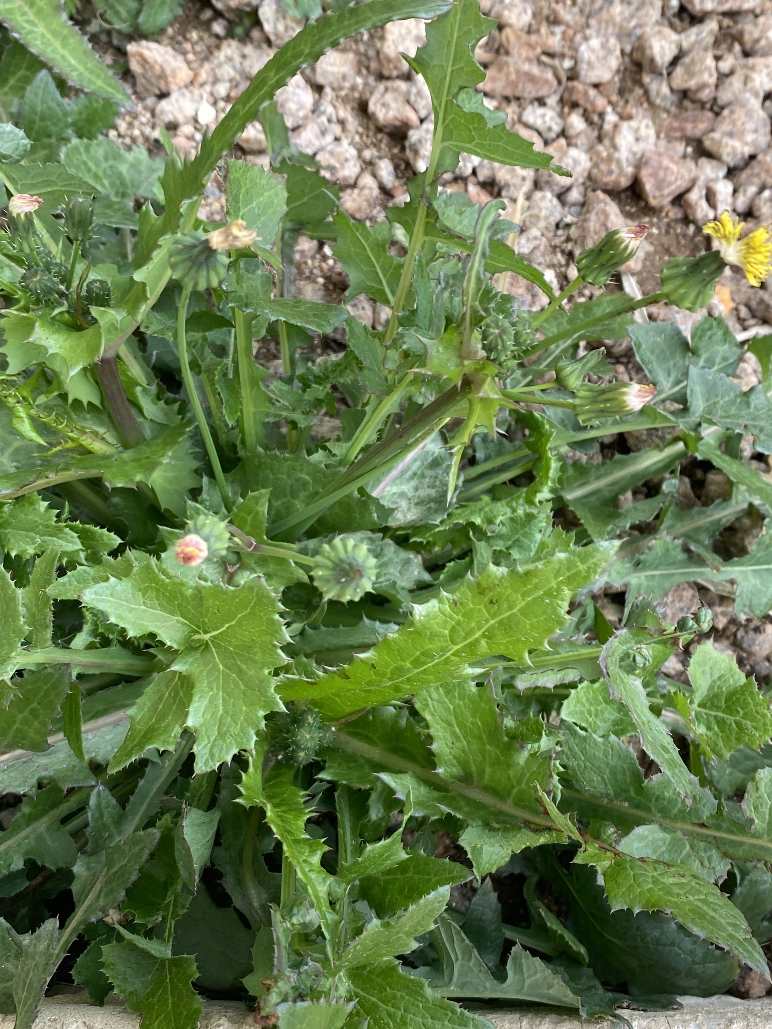 Sonchus oleraceus L.