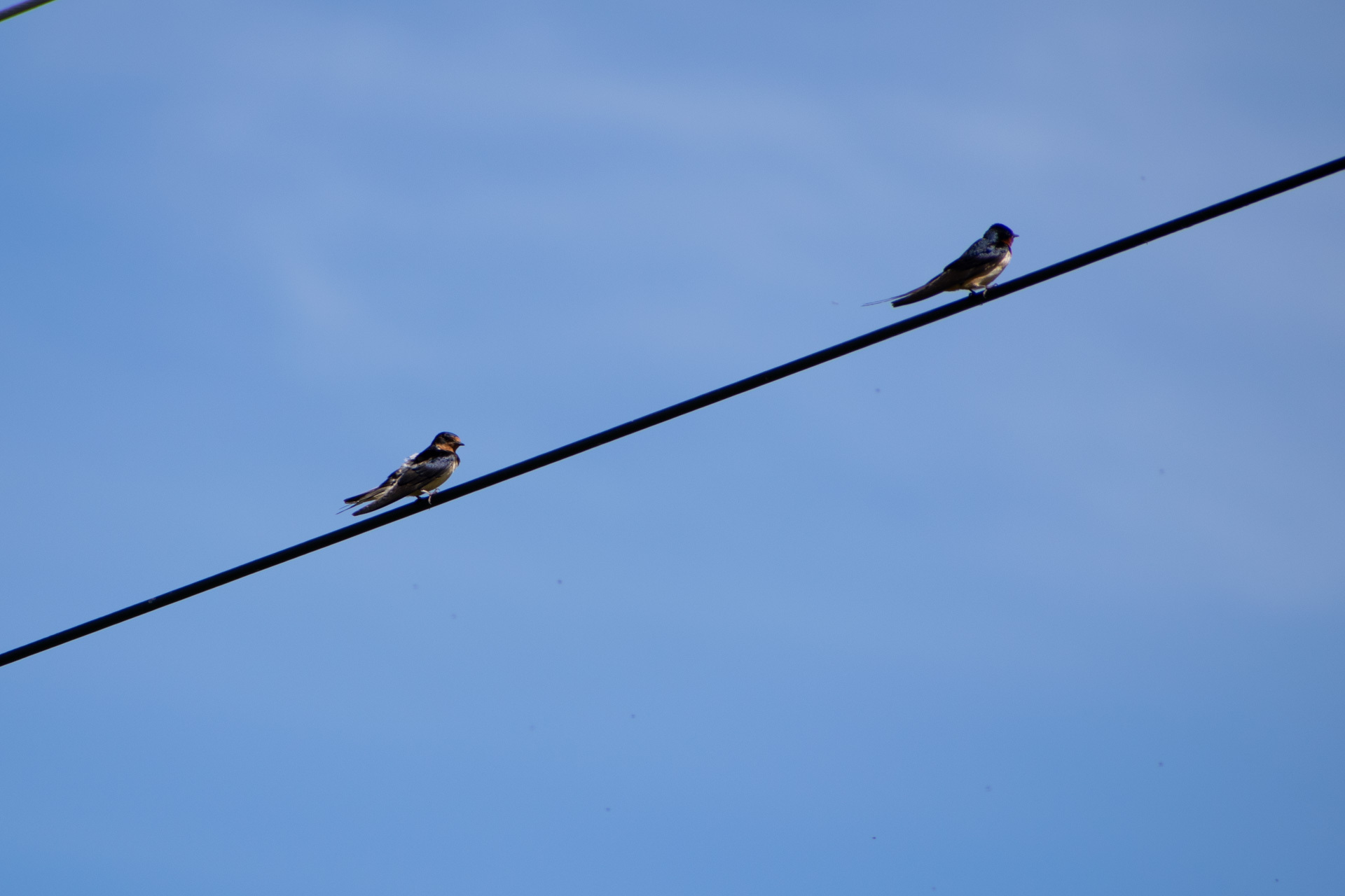 Hirundo rustica Linnaeus, 1758