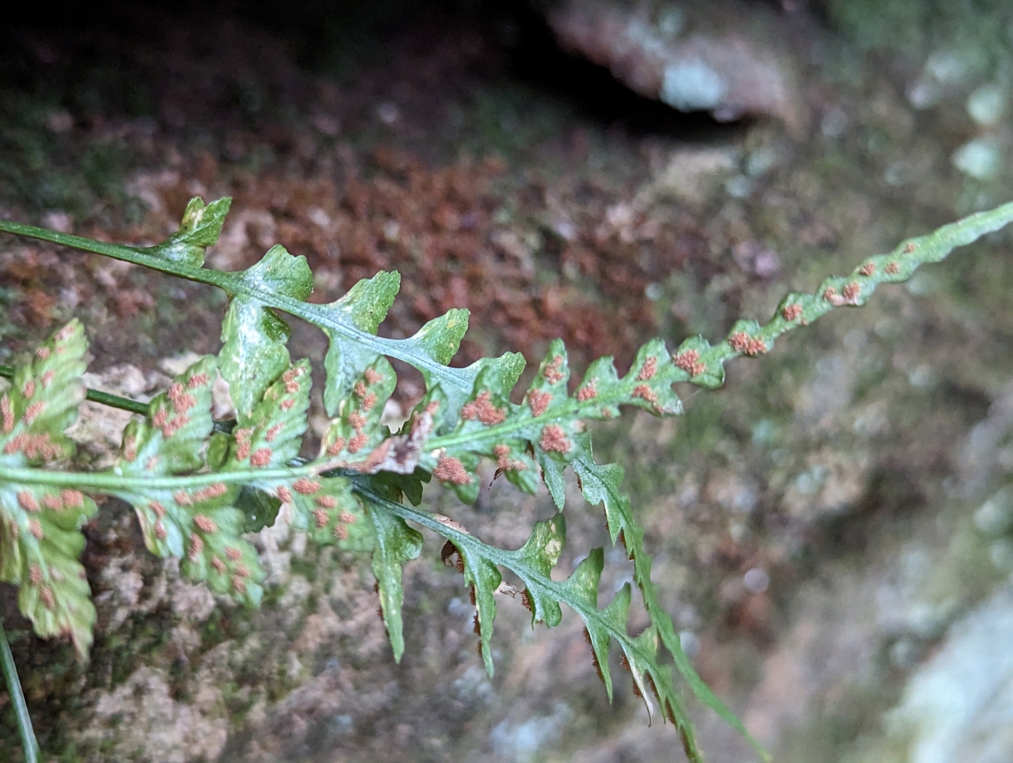 Asplenium pinnatifidum Nutt.