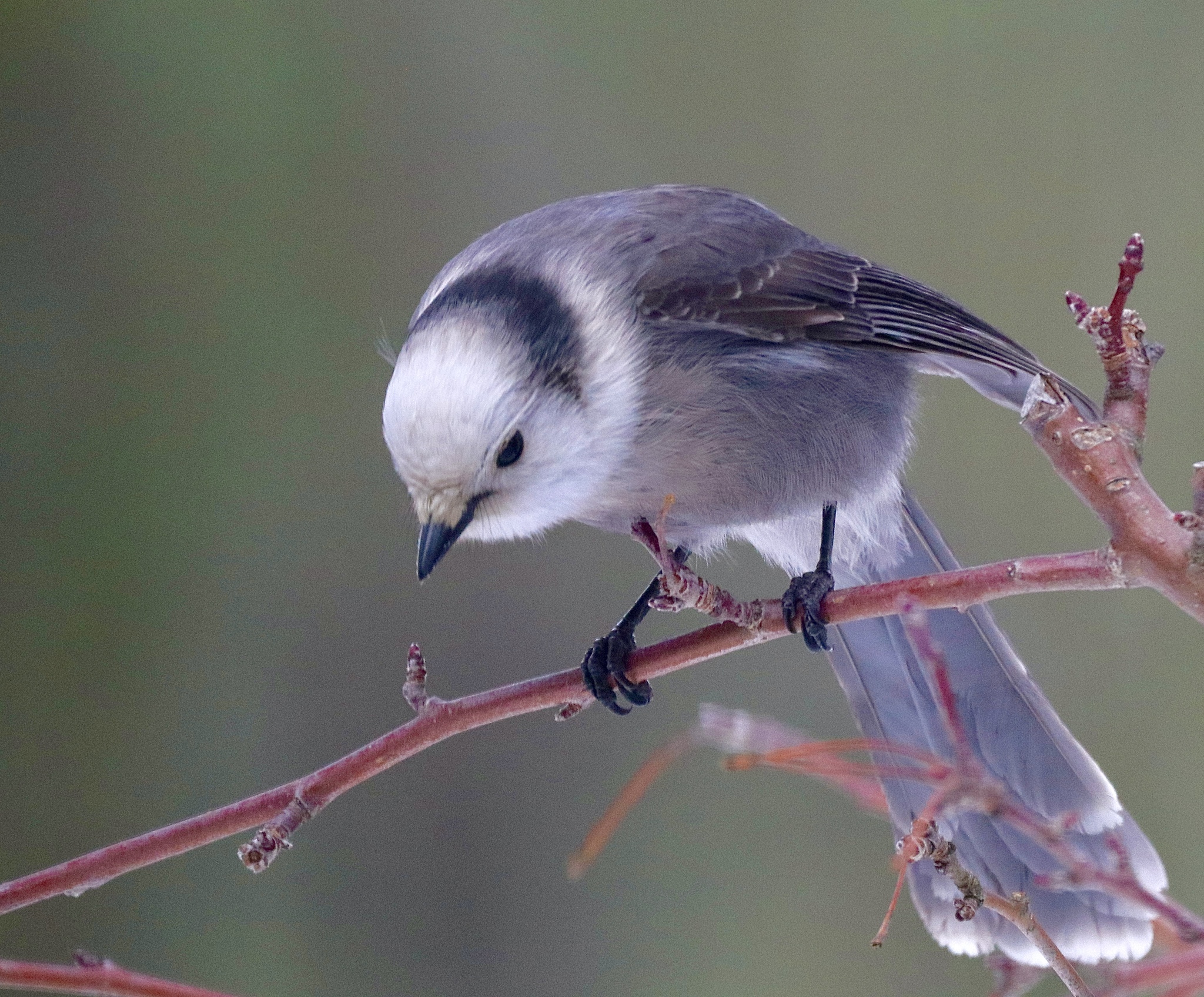 Perisoreus canadensis (Linnaeus, 1766)