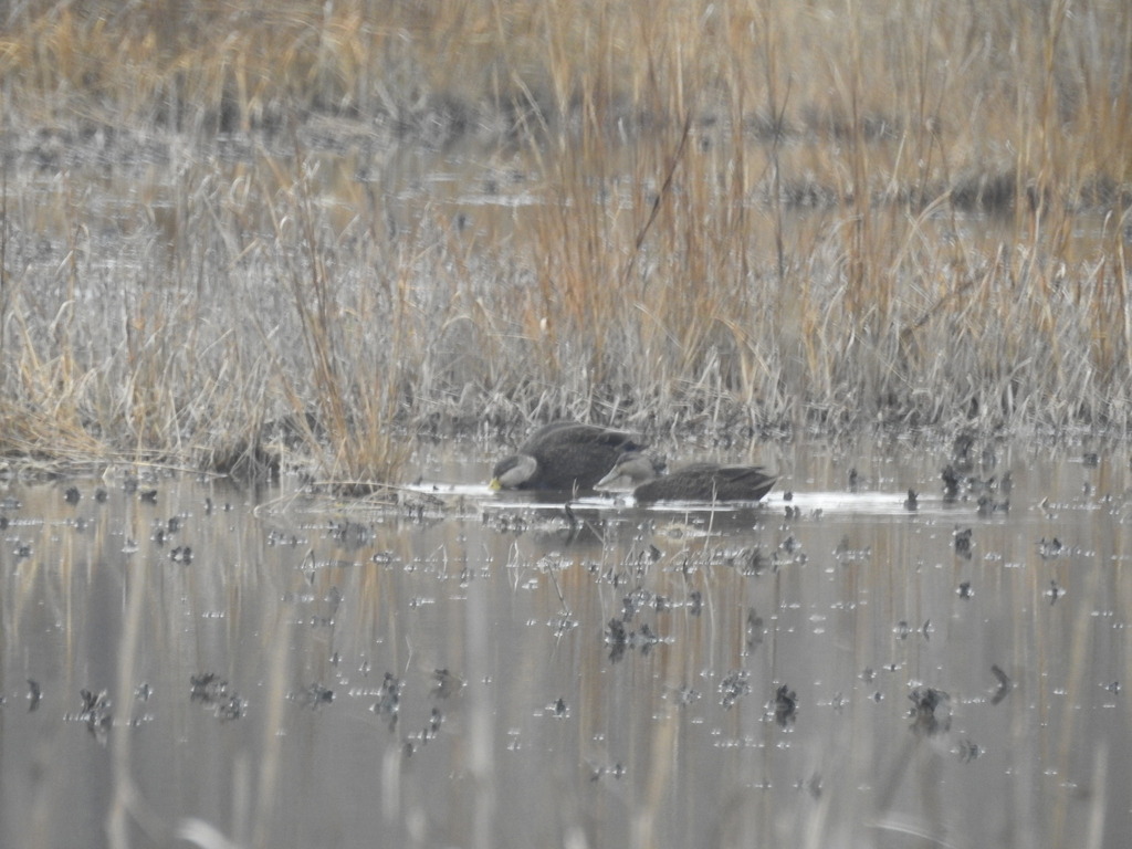 American Black Duck from Sussex County, DE, USA on January 06, 2023 at ...