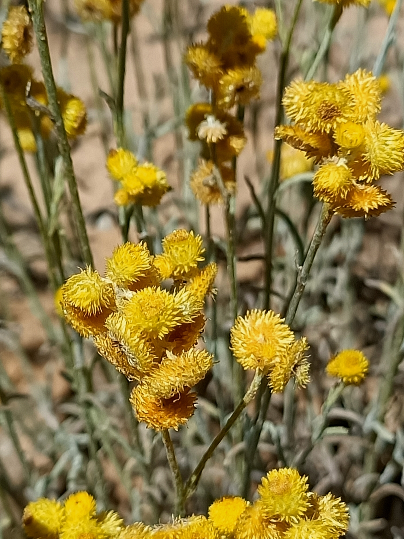 Chrysocephalum apiculatum (Labill.) Steetz