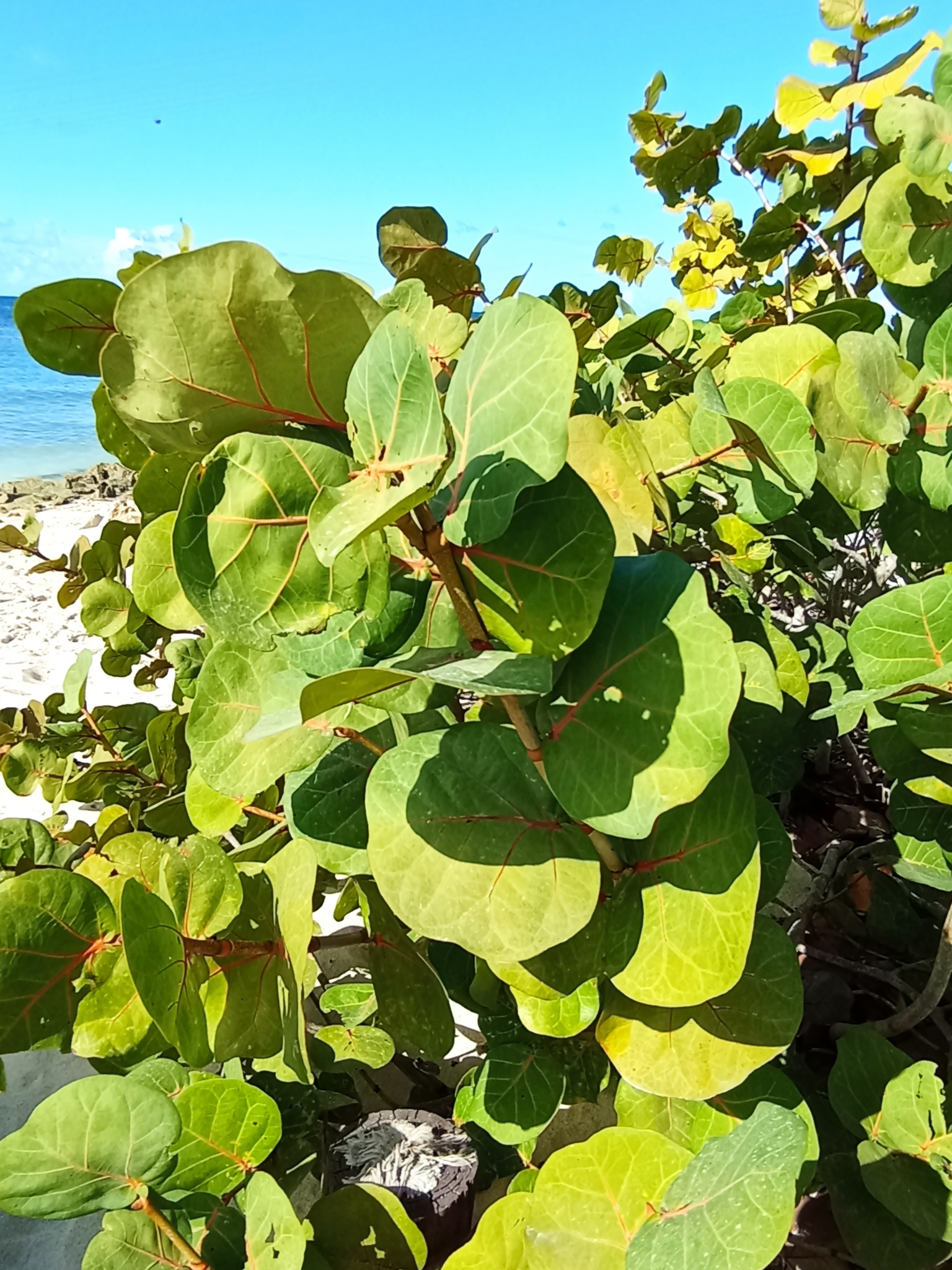 Coccoloba uvifera (L.) L.