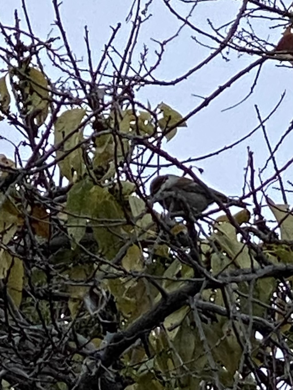 Poecile rufescens (J.K.Townsend, 1837)