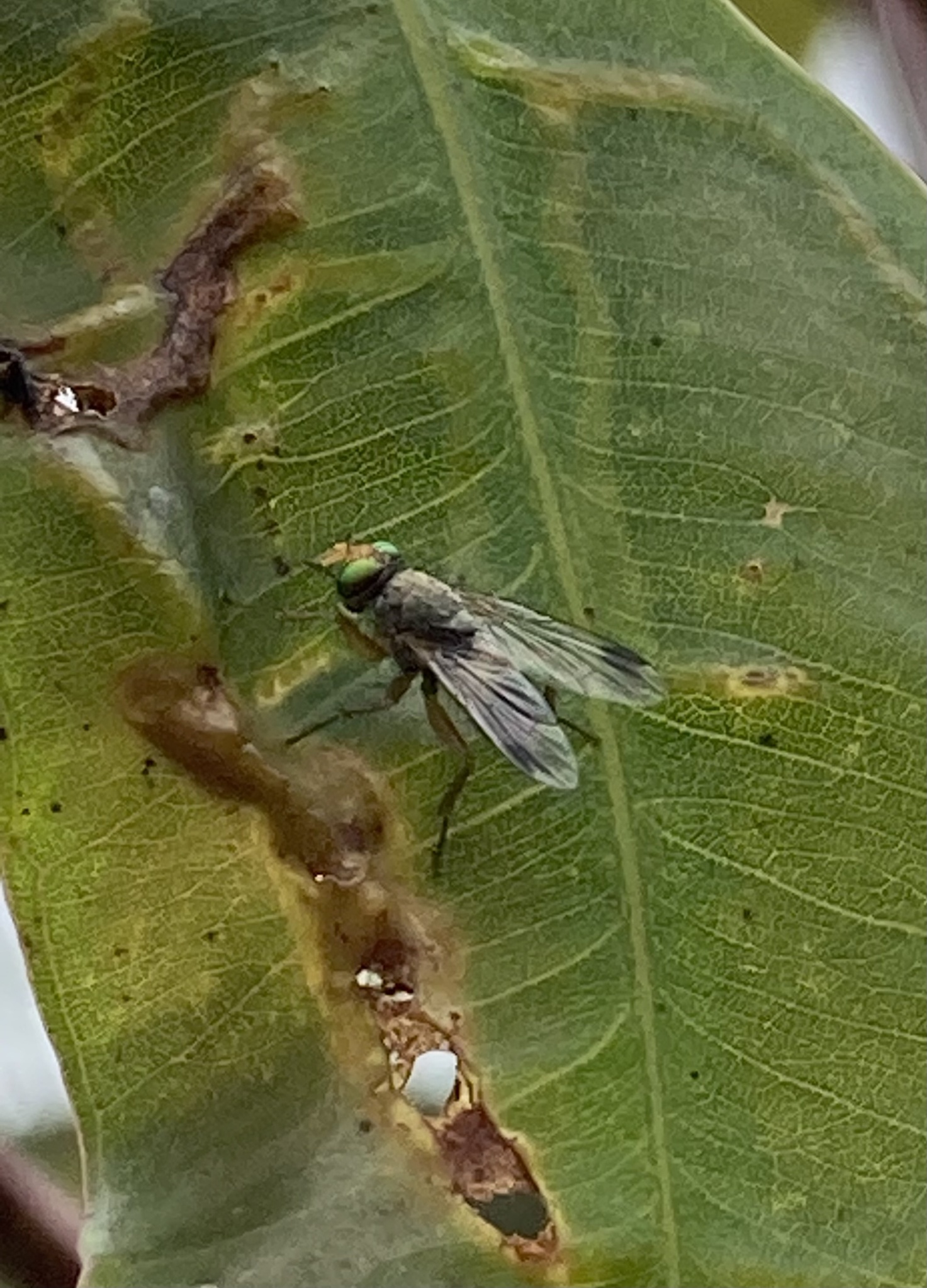 Muscidae