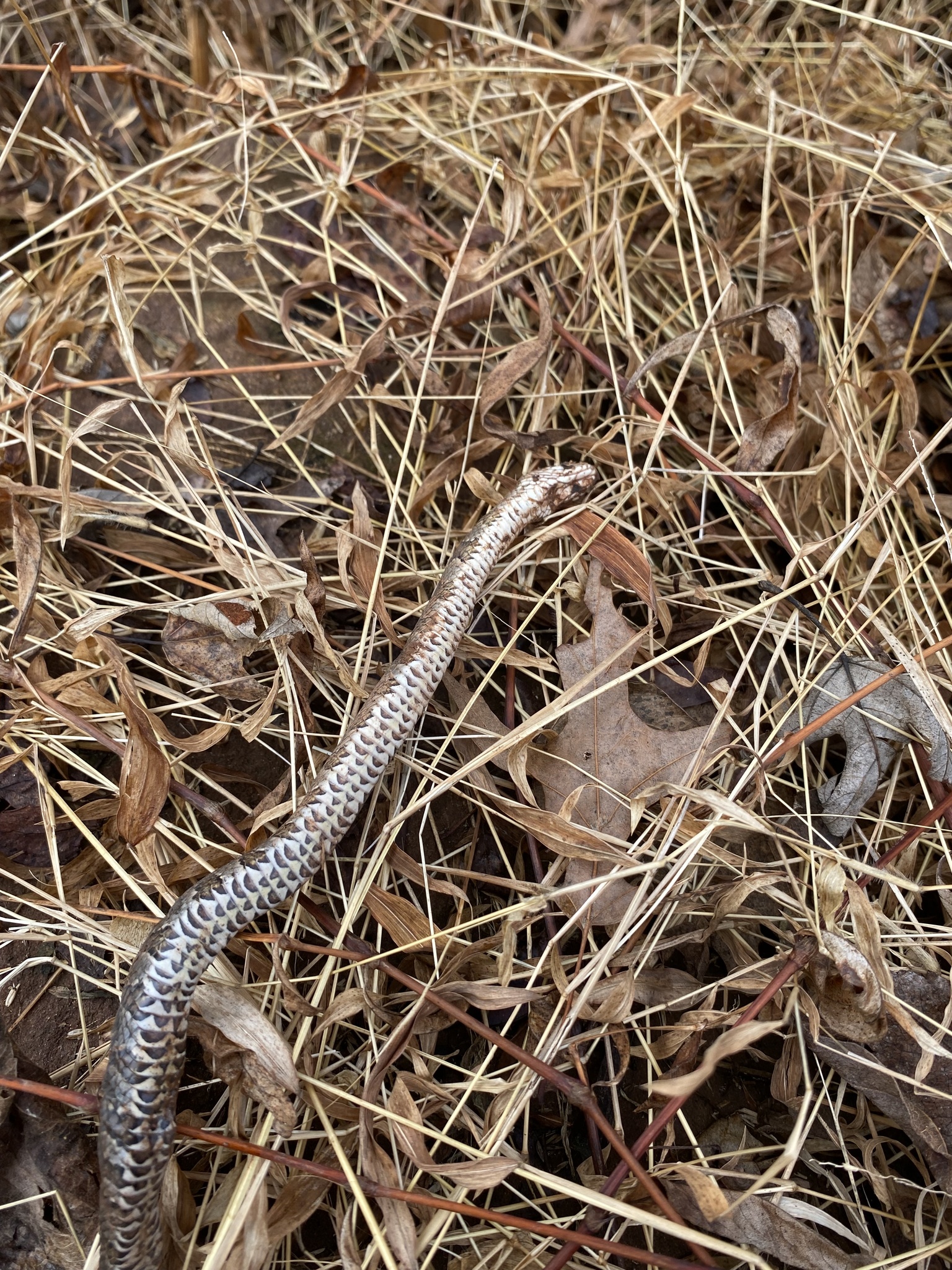 Nerodia sipedon (Linnaeus, 1758)