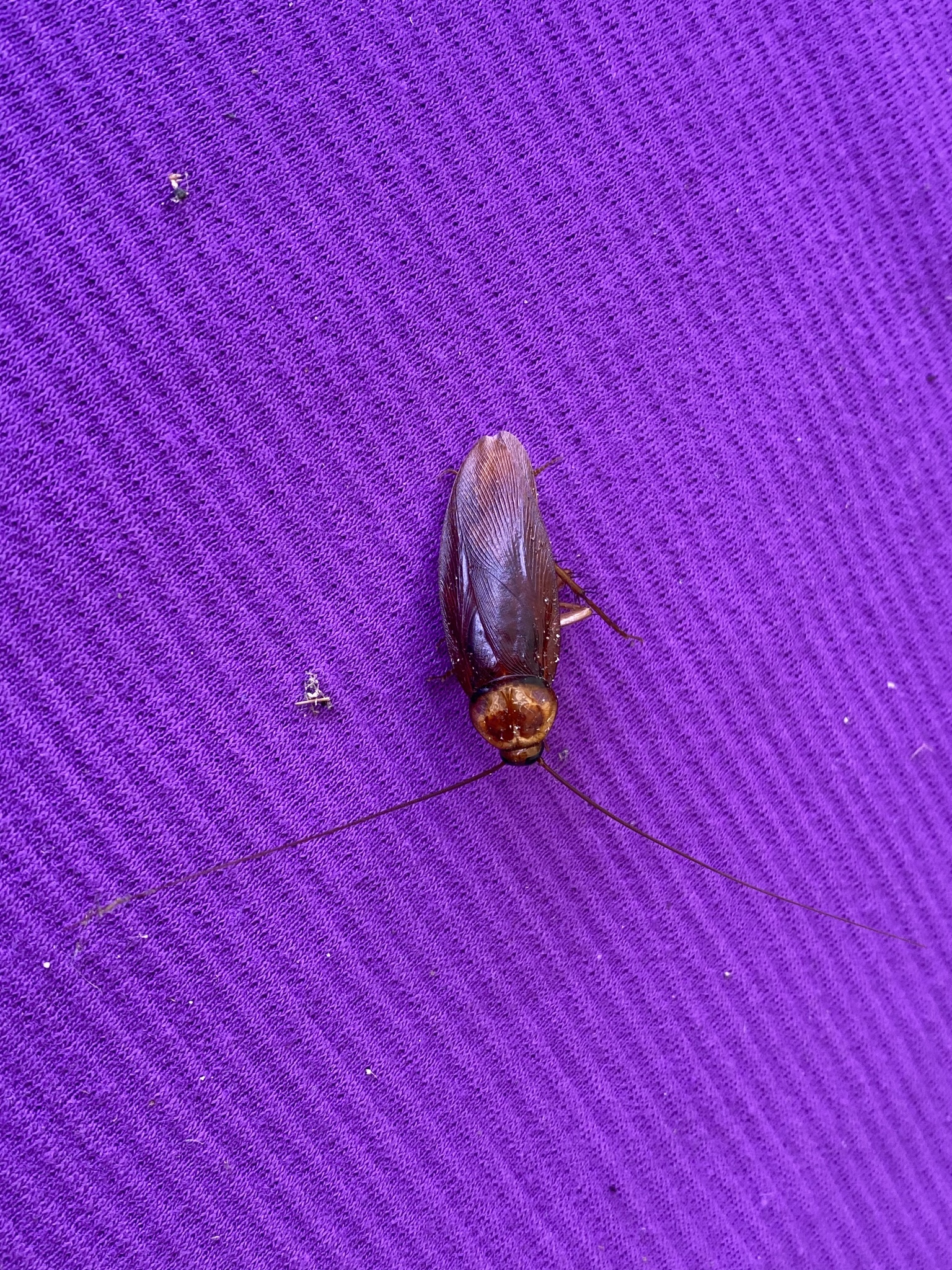 Periplaneta americana (Linnaeus, 1758)