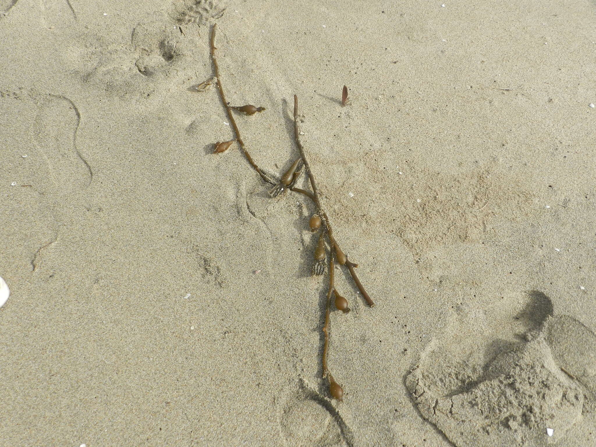 Macrocystis pyrifera (Linnaeus) C.Agardh
