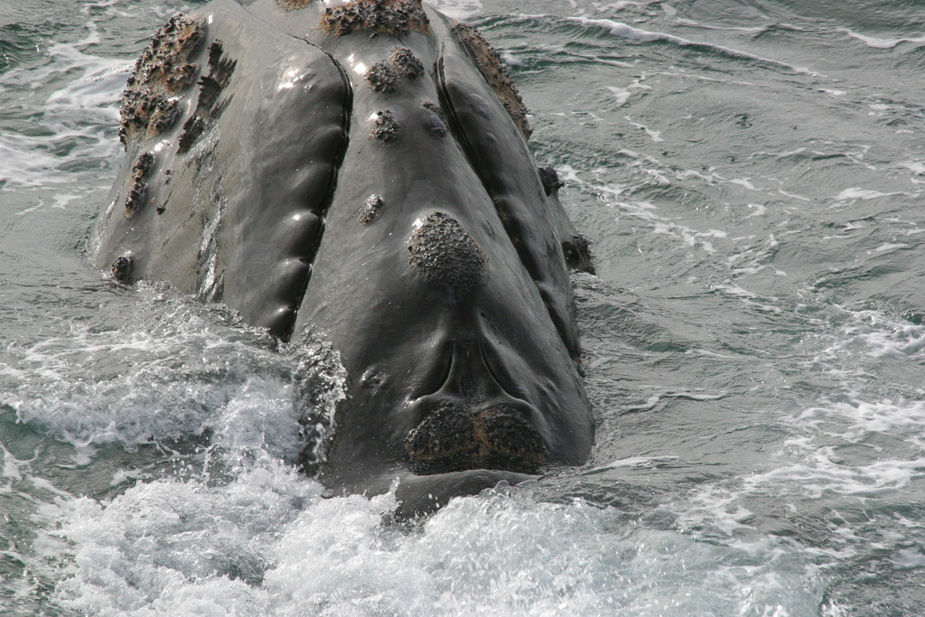 Bowhead and Right Whales (Balaenidae) - Marine Life Identification
