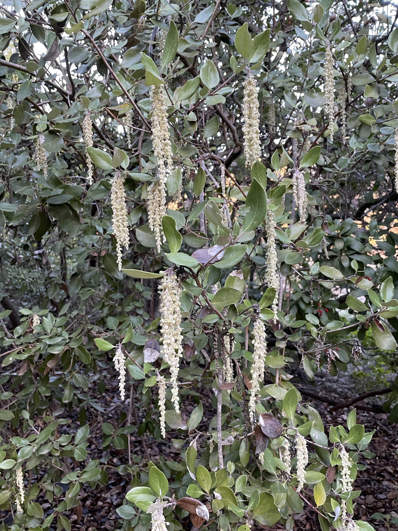 Garrya veatchii Kellogg