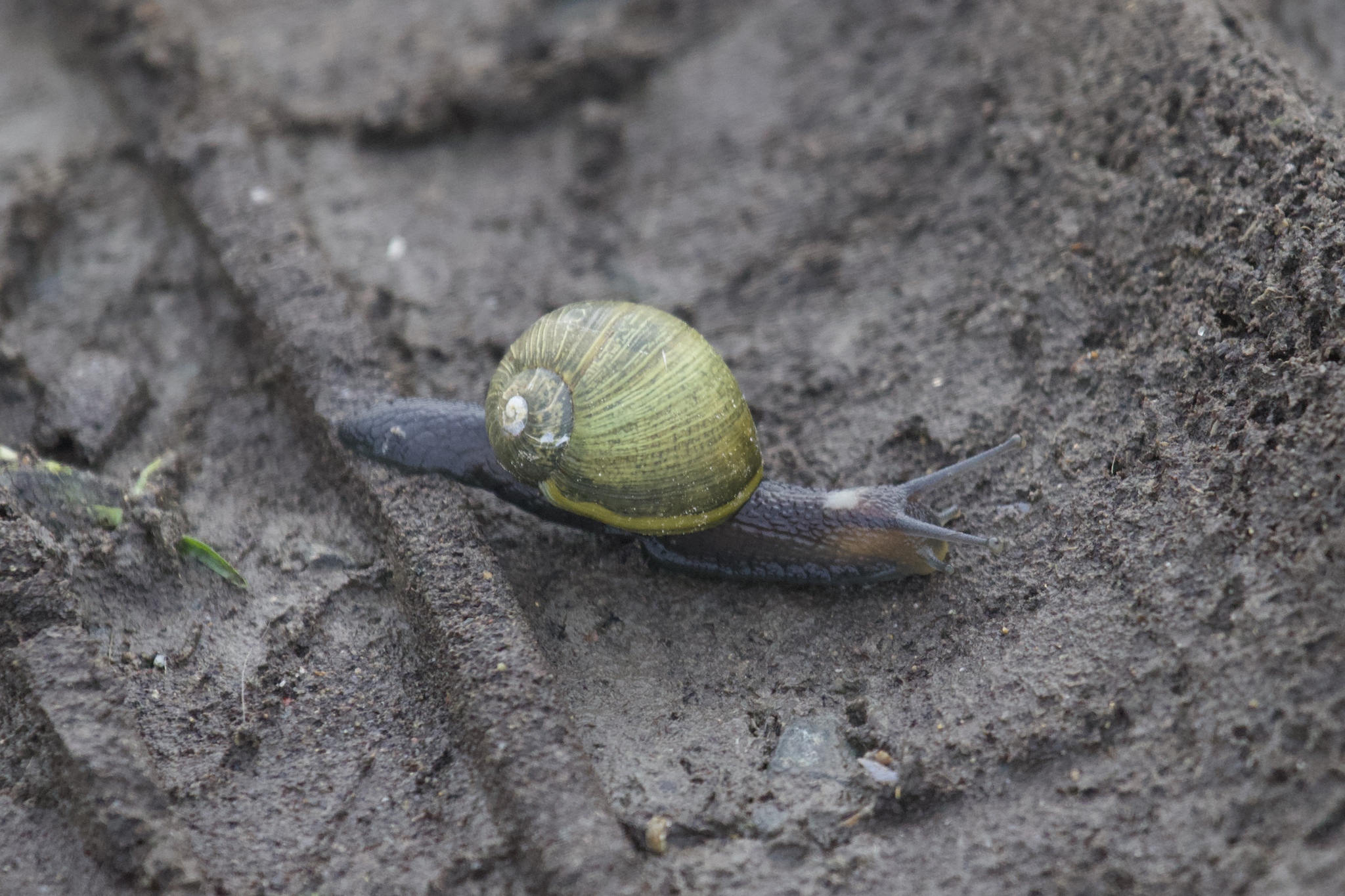 Cantareus apertus (Born, 1778)