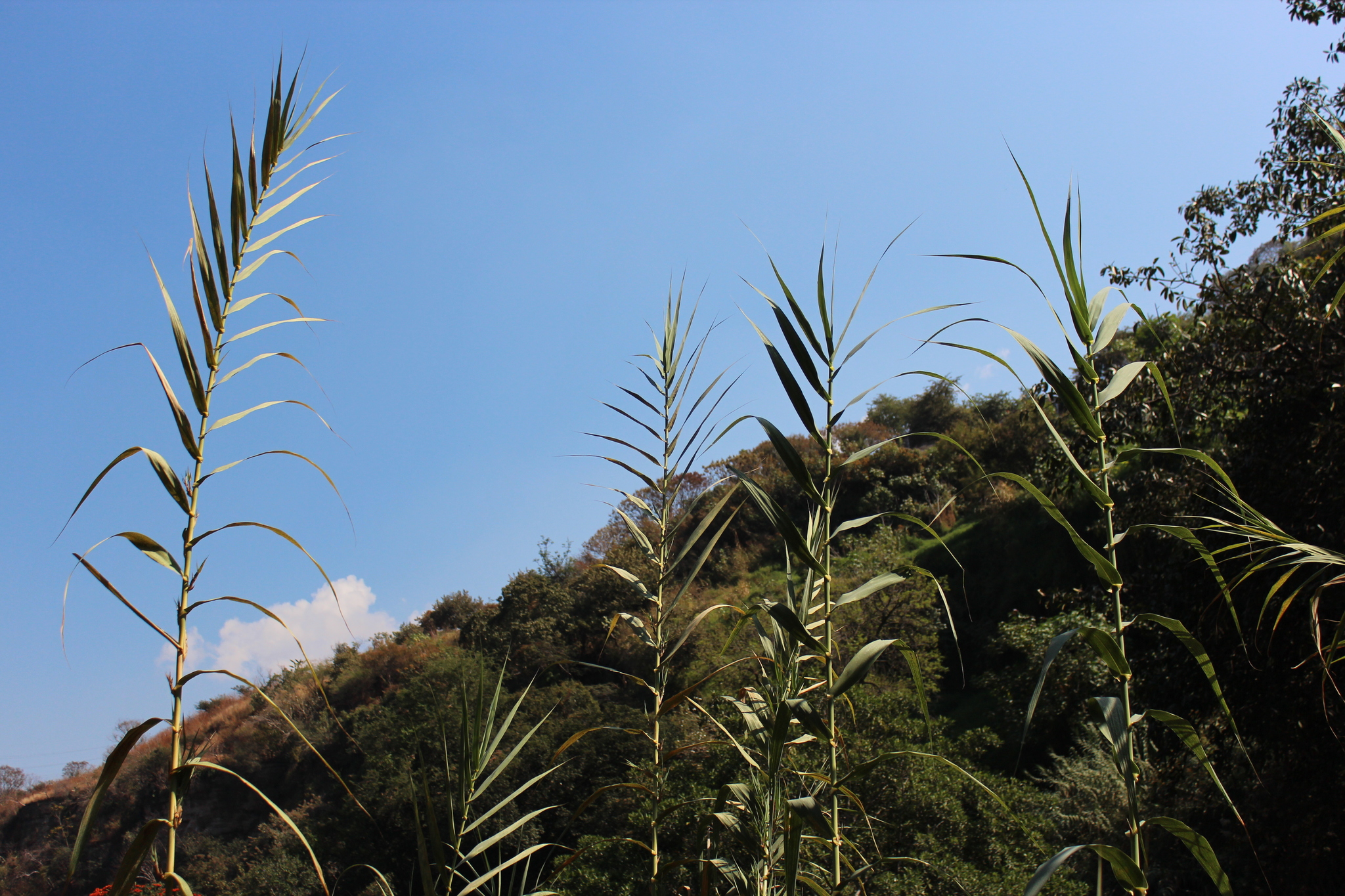 Arundo donax L.