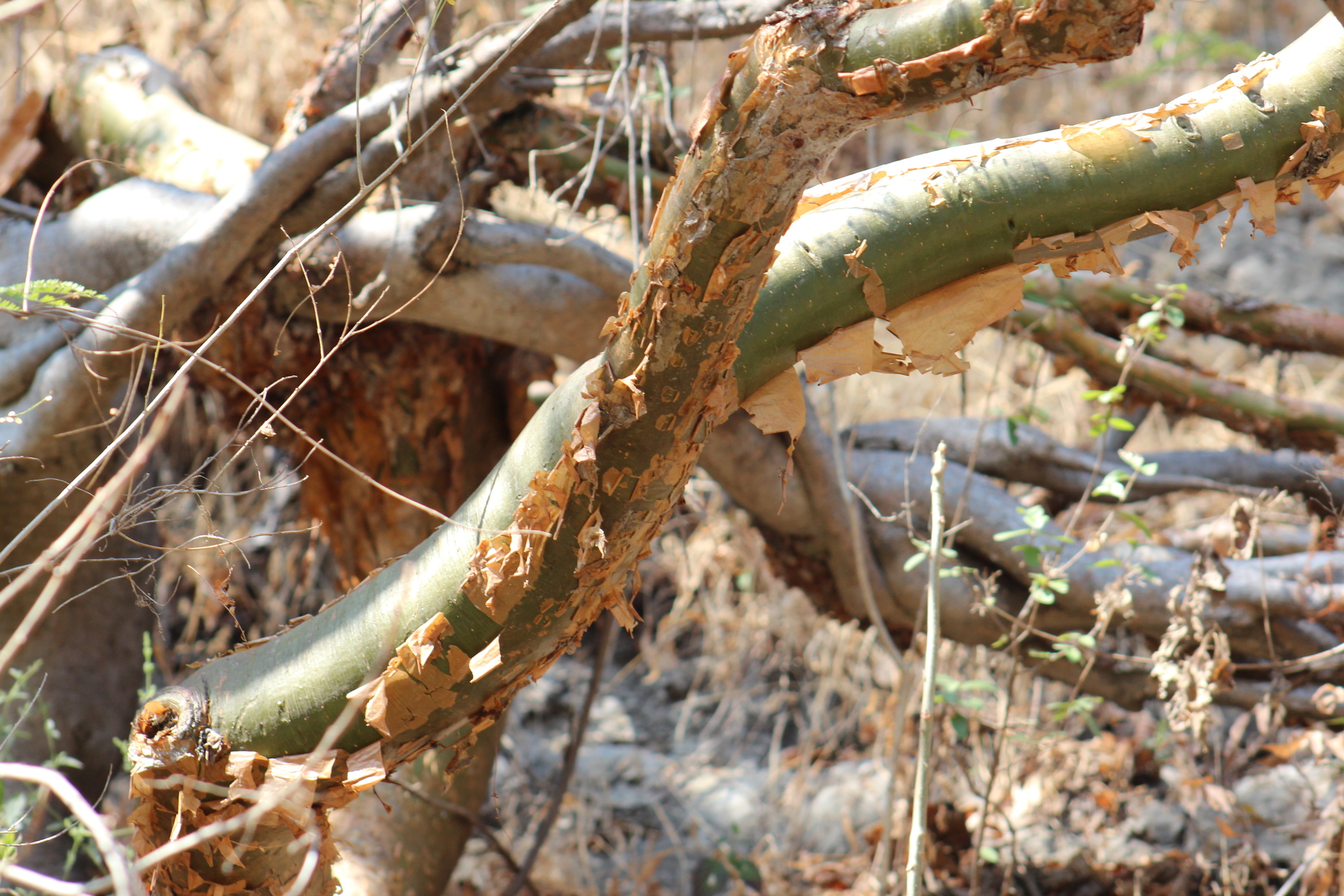 Bursera simaruba (L.) Sarg.