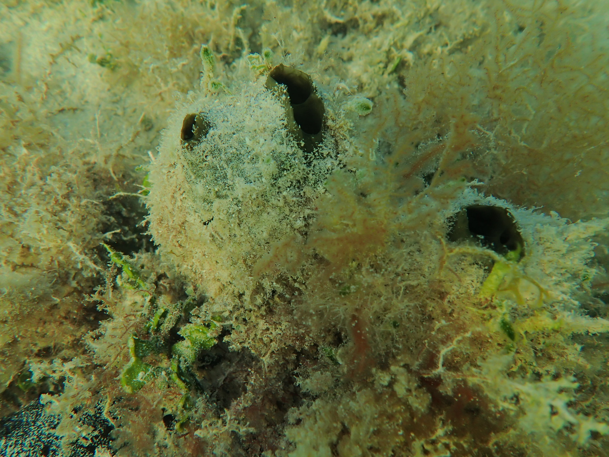 Tectitethya crypta (de Laubenfels, 1949)