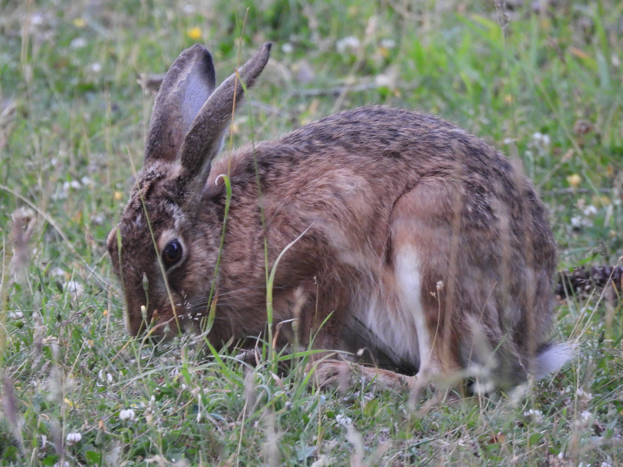 Lepus europaeus Pallas, 1778