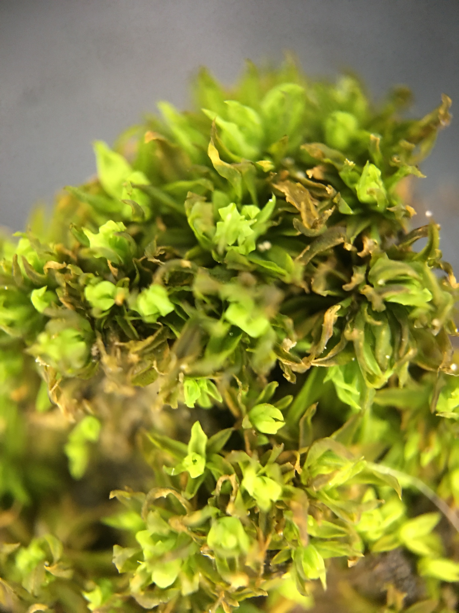 Barbula unguiculata Hedwig, 1801