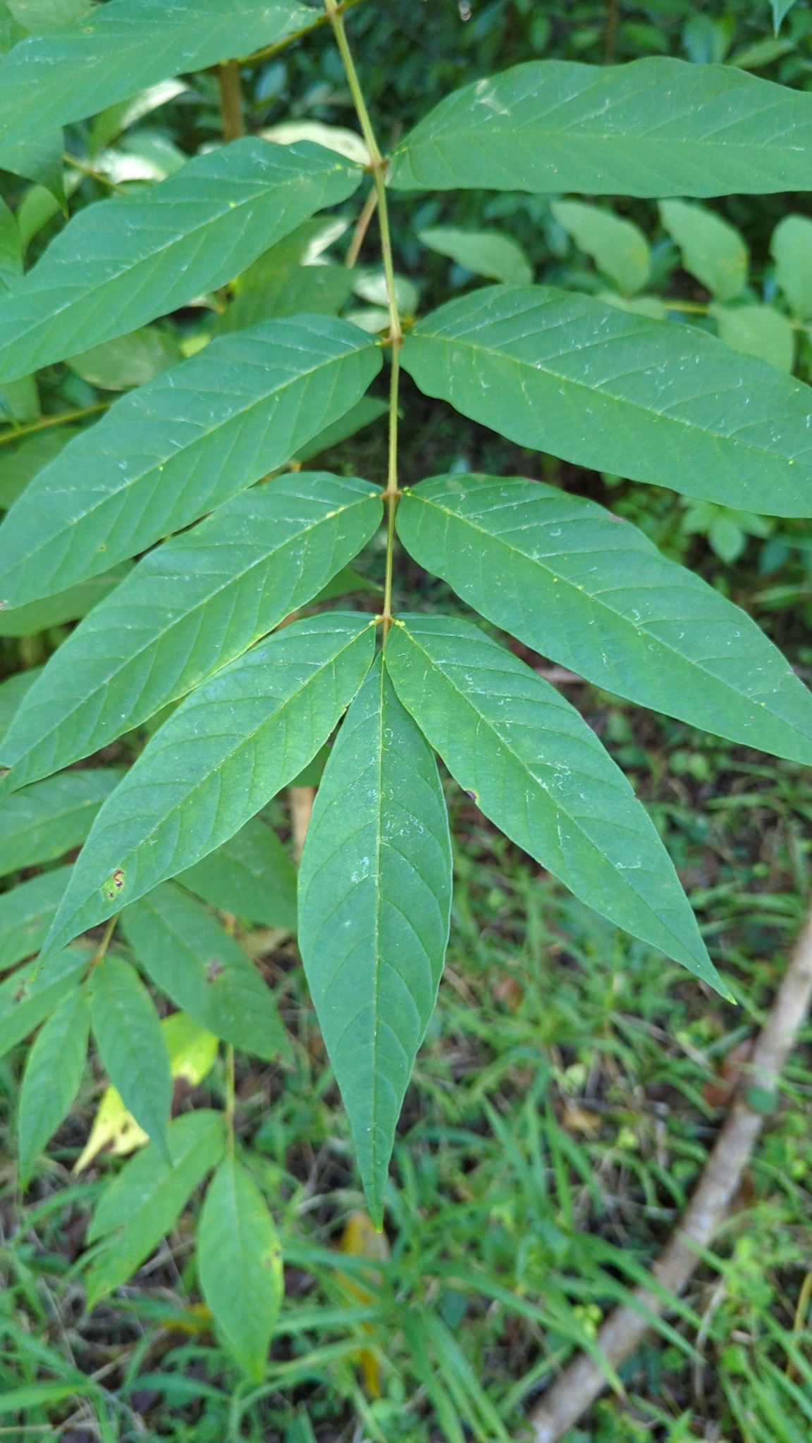 Fraxinus uhdei (Wenz.) Lingelsh.