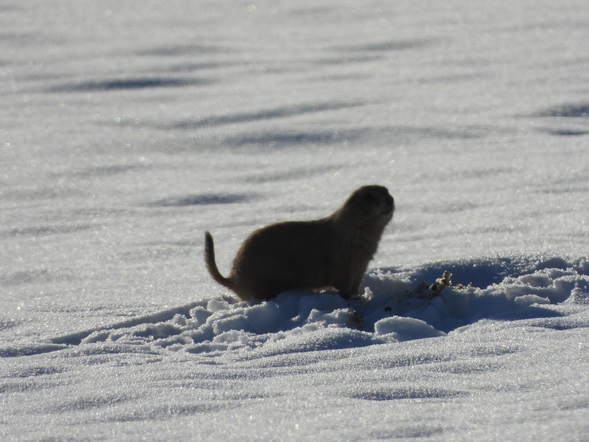 Cynomys ludovicianus (Ord, 1815)