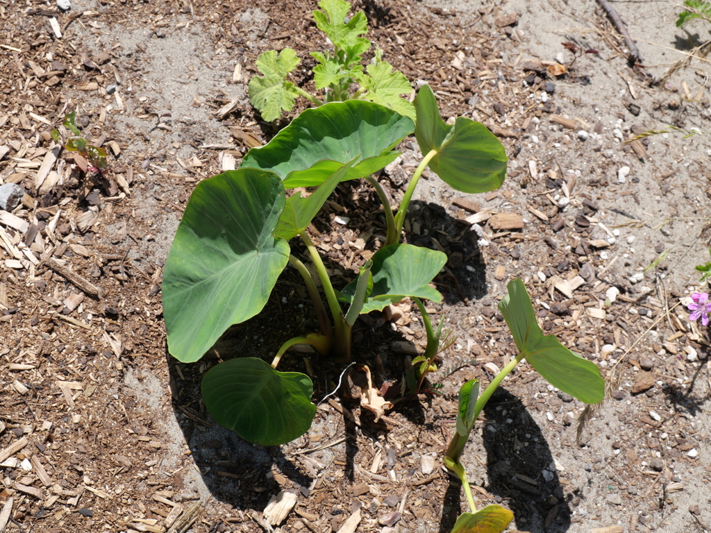 Taro from Māhia, New Zealand on December 24, 2022 at 01:18 PM by Chris ...
